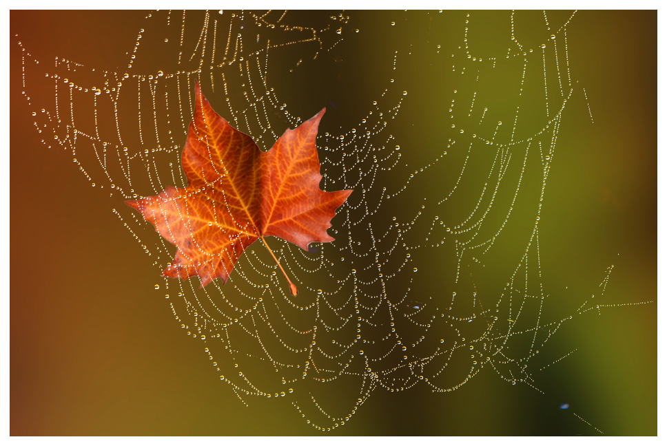 Gefangen im Spinnennetz Foto & Bild | fotomontage, composing ...