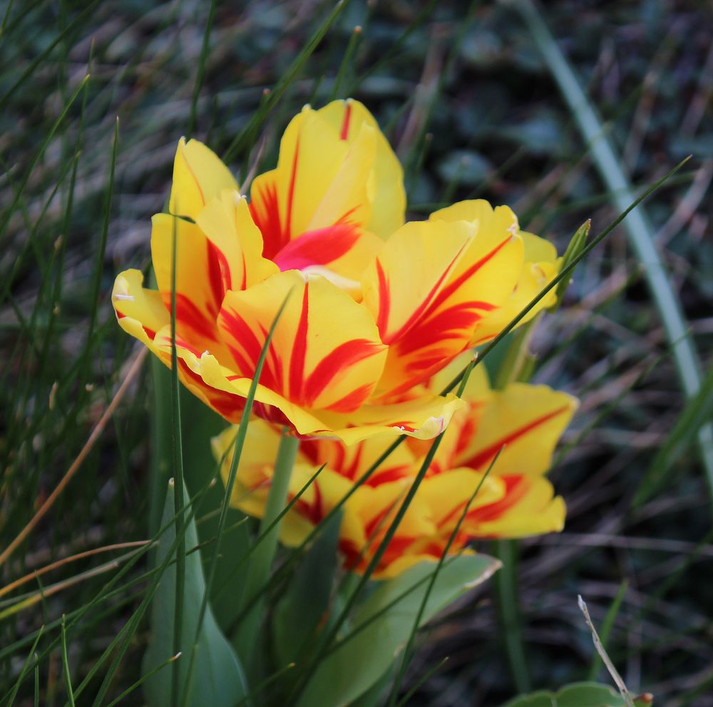 geflammt Foto & Bild | makros, tulpen, frühling Bilder auf fotocommunity