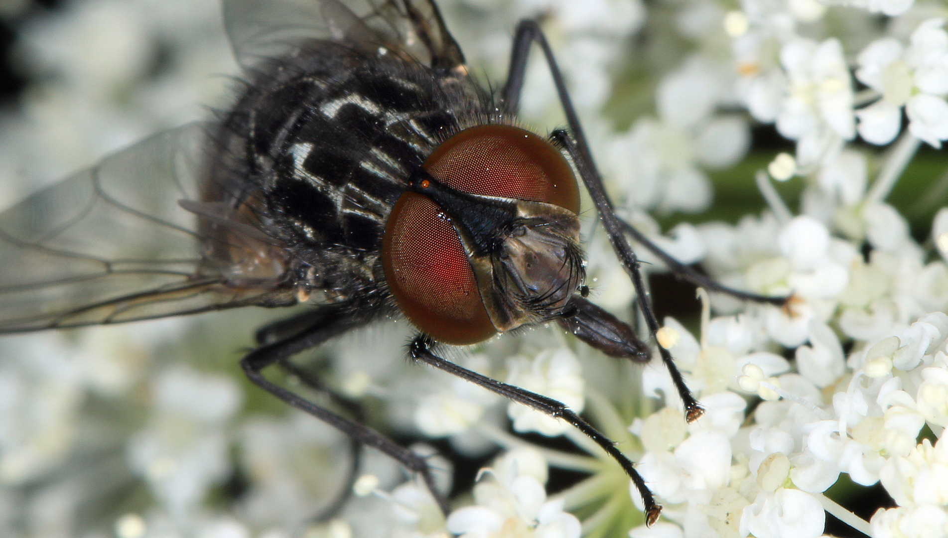 Gefleckte Hausfliege, Graphomya maculata im Portät Foto & Bild | makro ...