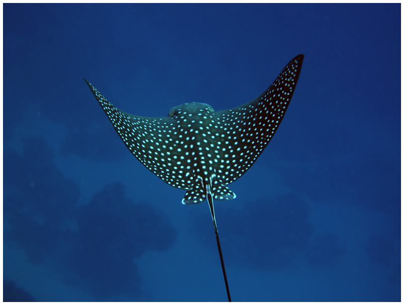 Gefleckter Adlerrochen Foto & Bild | unterwasser, natur-kreativ ...