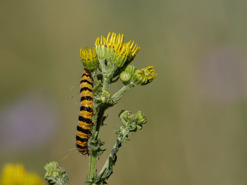 gefräßige Raupe... Foto & Bild | natur, mecklenburg-vorpommern ...