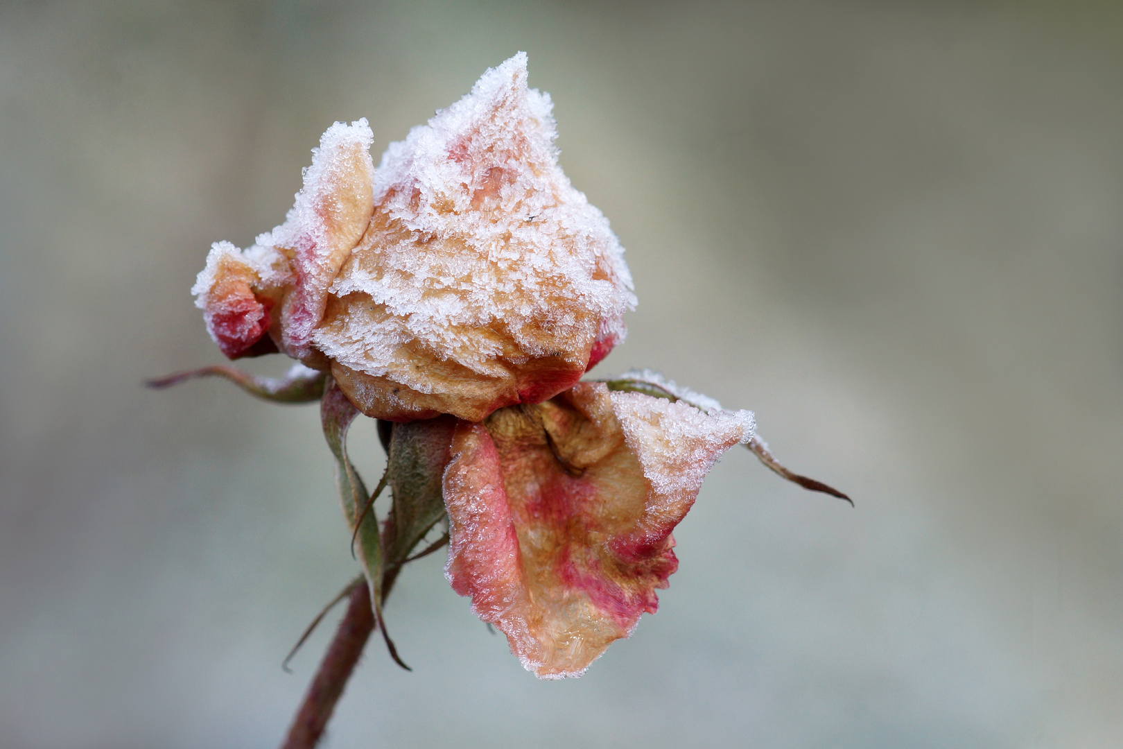 Gefrorene Rose zum Winteranfang Foto & Bild | jahreszeiten, winter ...