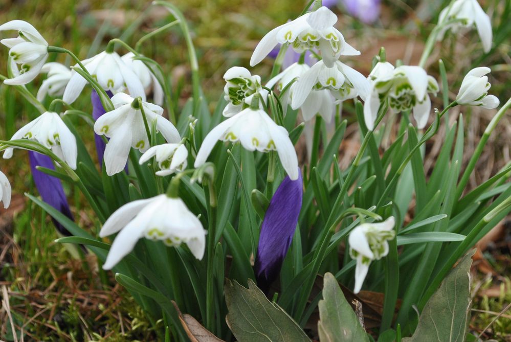 Gefüllte Schneeglöckchen Foto & Bild | dokumentation, frühling, natur ...