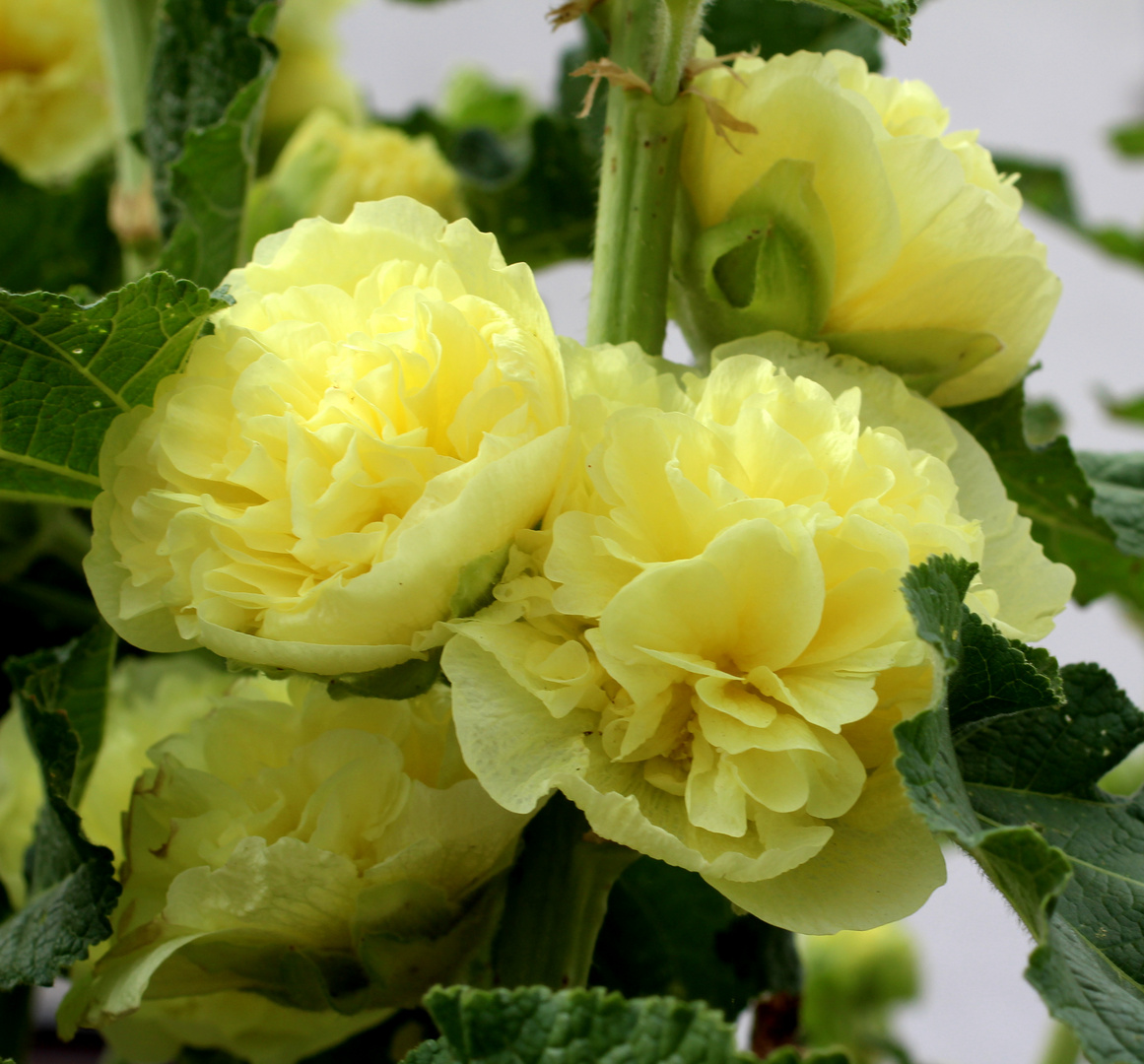 Gefüllte Stockrosen.... Foto & Bild | pflanzen, pilze & flechten ...