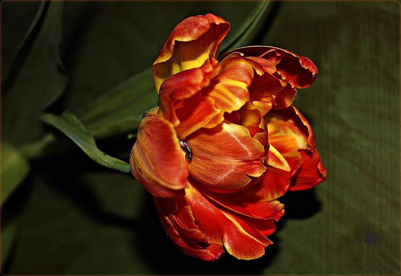 " Gefüllte Tulpe " Foto & Bild | pflanzen, pilze & flechten, blüten- & kleinpflanzen, tulpen ...