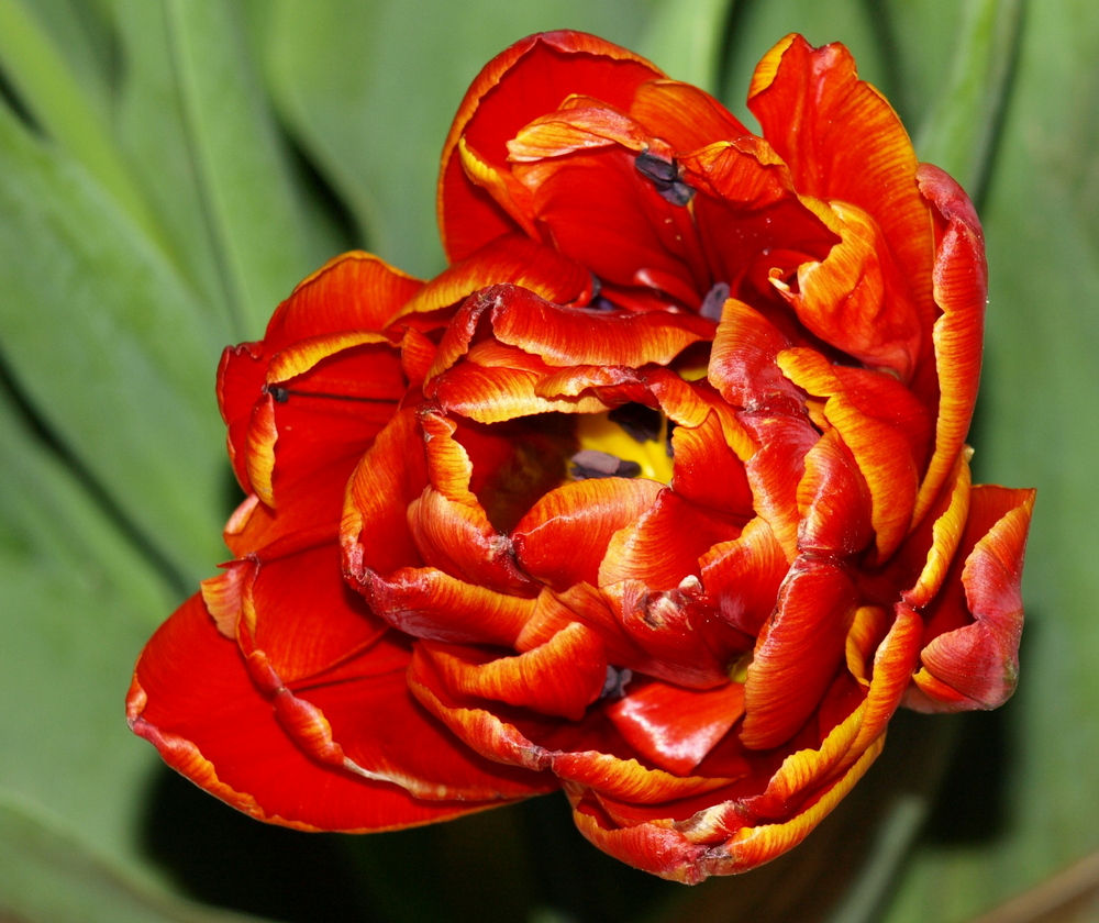 Gefüllte Tulpe Foto & Bild | pflanzen, pilze & flechten, blüten- & kleinpflanzen, tulpen Bilder ...
