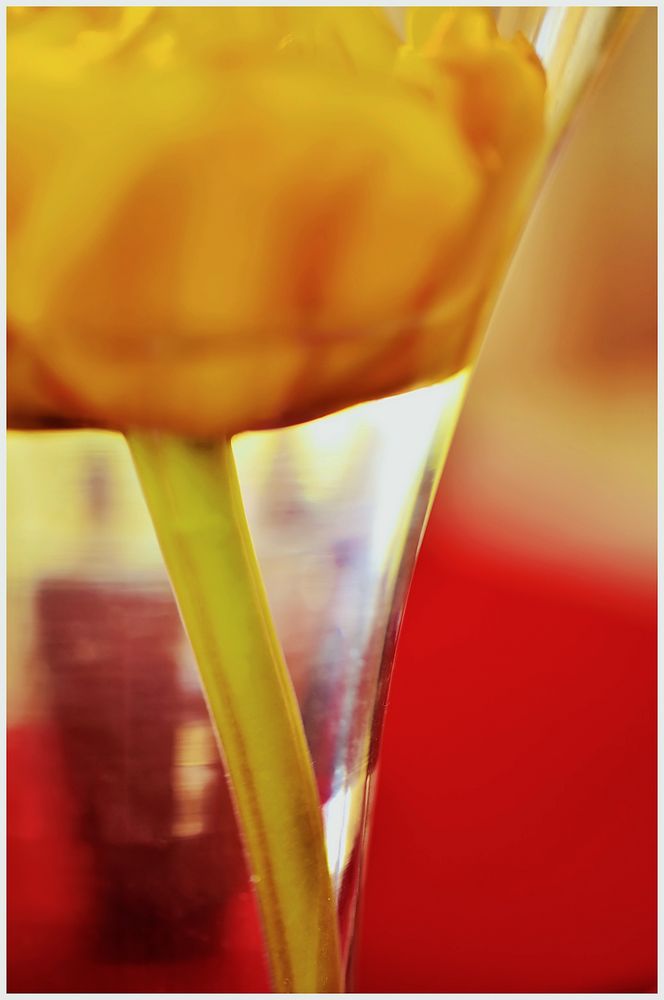 gefüllte Tulpe - abstrakt Foto & Bild | natur-makros, projekte, natur-kreativ Bilder auf ...