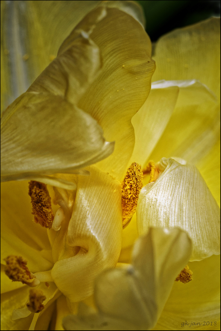 Gefüllte Tulpe Foto & Bild | pflanzen, pilze & flechten, natur-makros, natur-kreativ Bilder auf ...