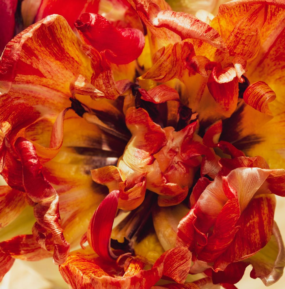 Gefüllte Tulpe Foto & Bild | pflanzen, pilze & flechten, blüten ...