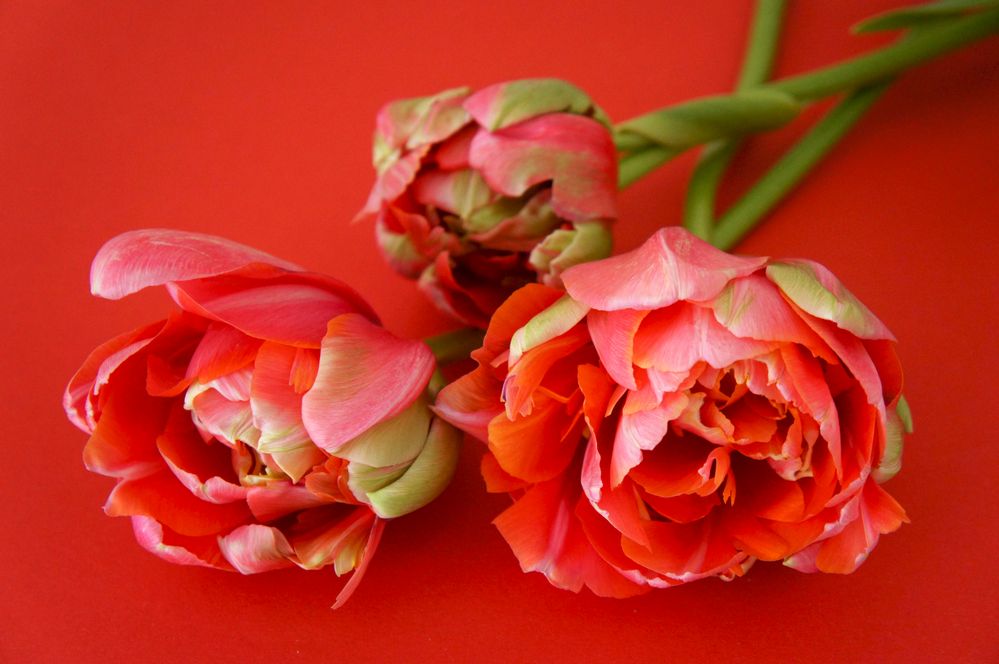 gefüllte Tulpen-1 Foto & Bild | pflanzen, pilze & flechten, blüten- & kleinpflanzen, tulpen ...