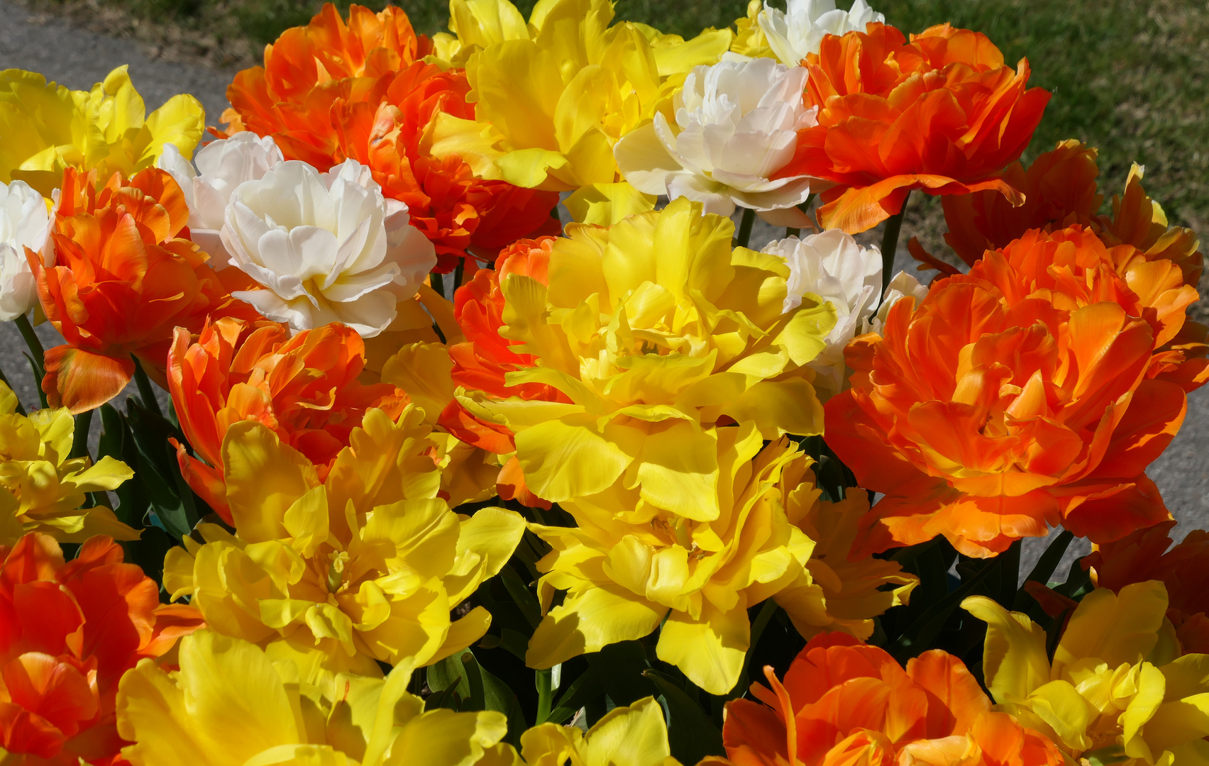 Gefüllte Tulpen Foto & Bild | europe, Österreich, pflanzen, pilze & flechten Bilder auf ...