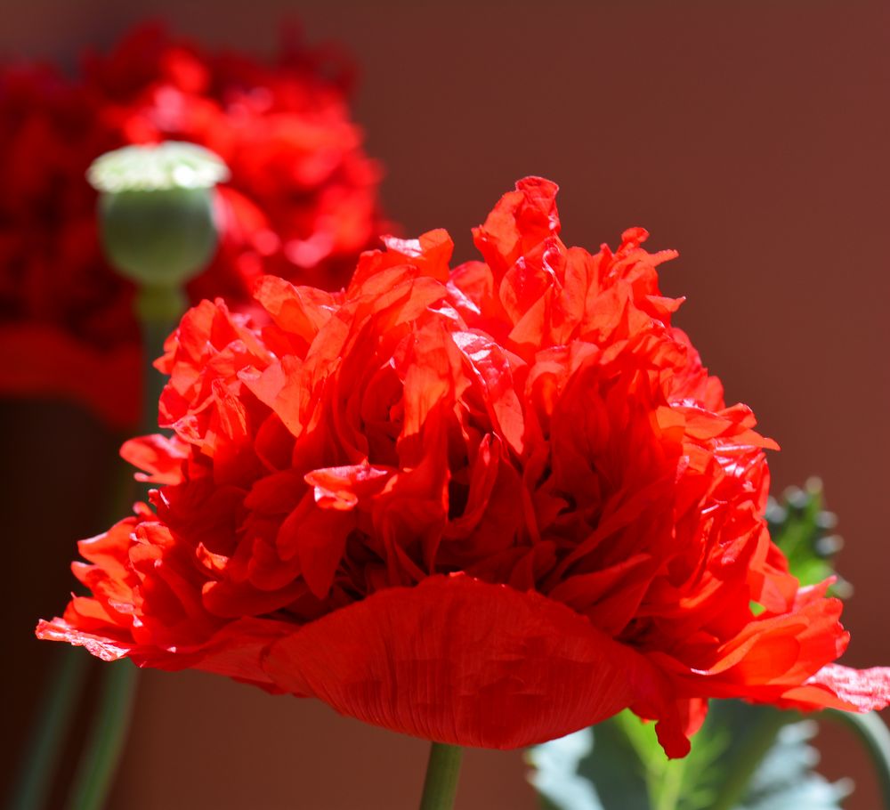 Gefuellter Mohn Foto & Bild | pflanzen, pilze & flechten, blüten ...