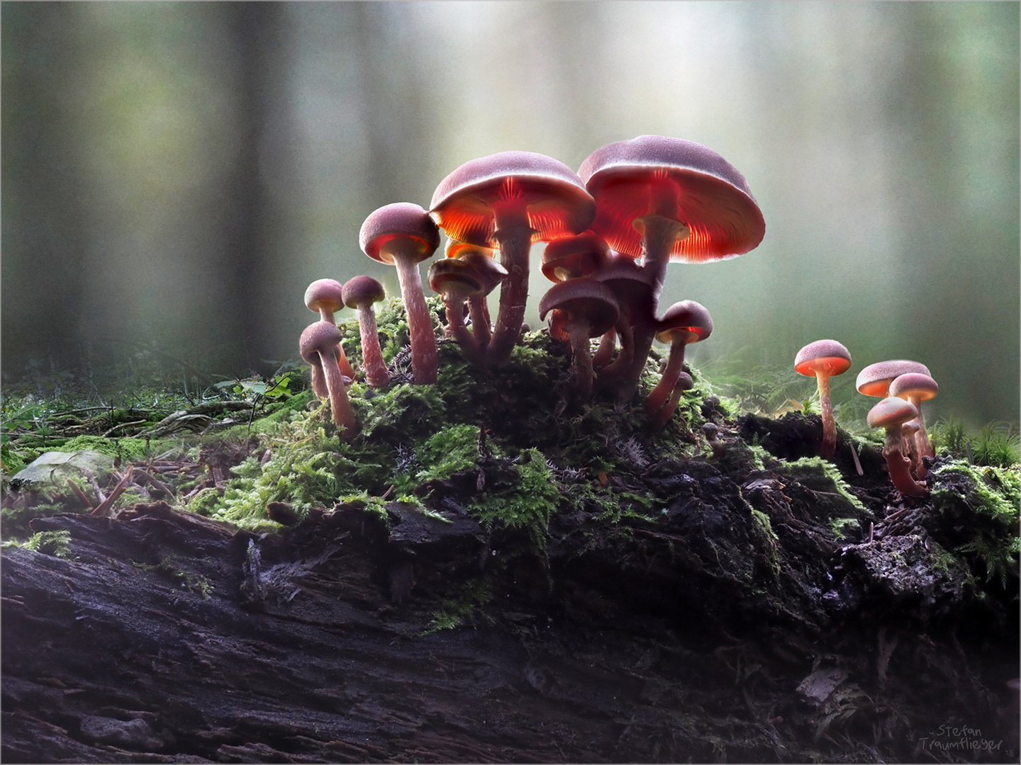 Gegenlicht Foto & Bild | pflanzen, pilze & flechten, pilze & flechten, pilze Bilder auf ...