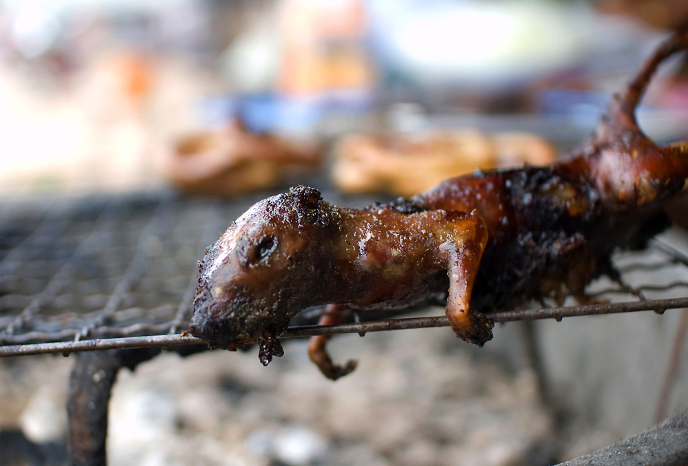 Gegrillte Ratte Foto & Bild | tiere, wildlife, säugetiere Bilder auf ...