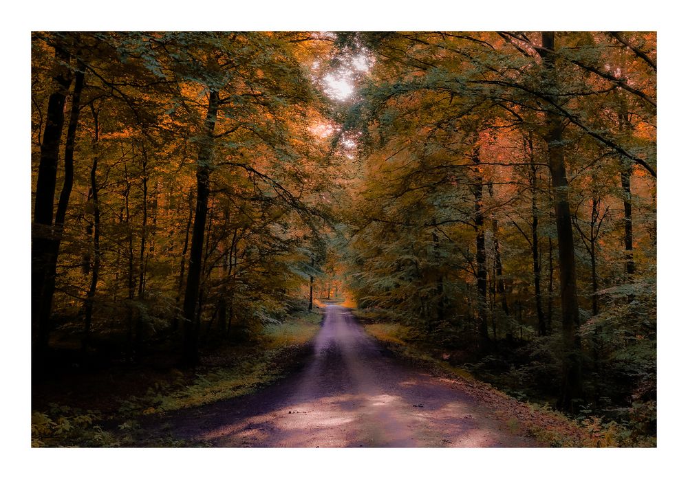 Geh deinen Weg Foto & Bild | stillleben, landschaft, wald Bilder auf fotocommunity