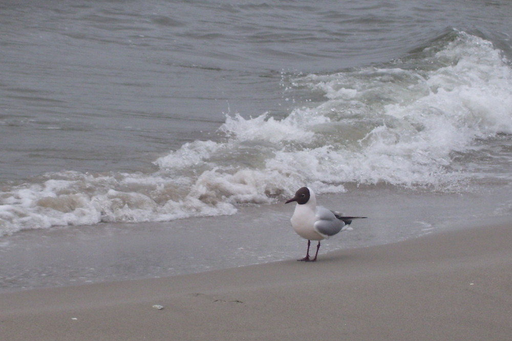 Geh ich nu` baden..... oder nicht?? Foto & Bild | tiere, wildlife, wild ...