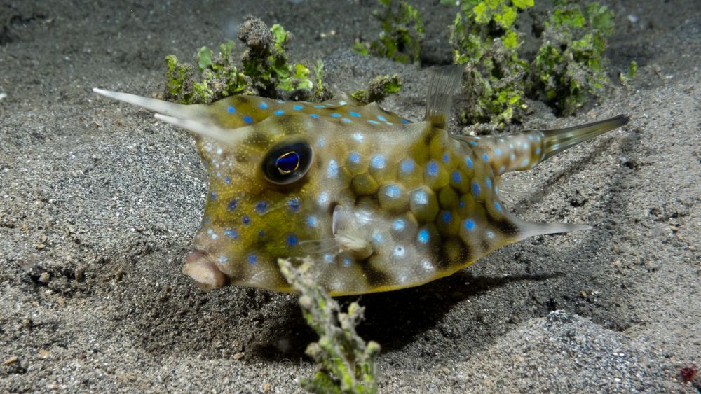 gehörnter Kuhkofferfisch Foto & Bild | world, natur, tiere Bilder auf ...