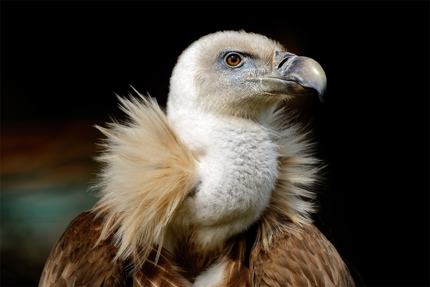 Geier Foto & Bild | tiere, zoo, wildpark & falknerei, vögel Bilder auf ...