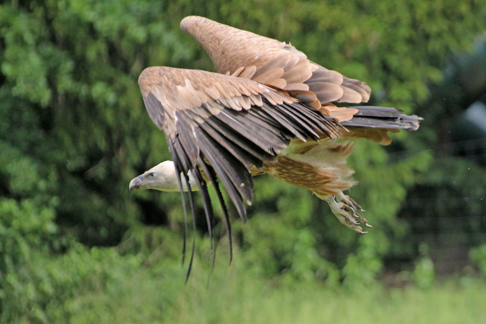 Geier 1 Foto & Bild | wildpark poing, natur Bilder auf fotocommunity