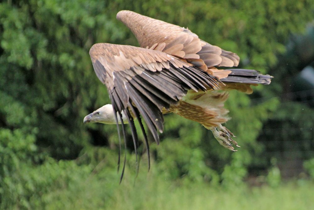 Geier 1 Foto & Bild | wildpark poing, natur Bilder auf fotocommunity