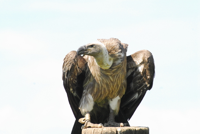 Geier 2 Foto & Bild | tiere, zoo, wildpark & falknerei, vögel Bilder ...