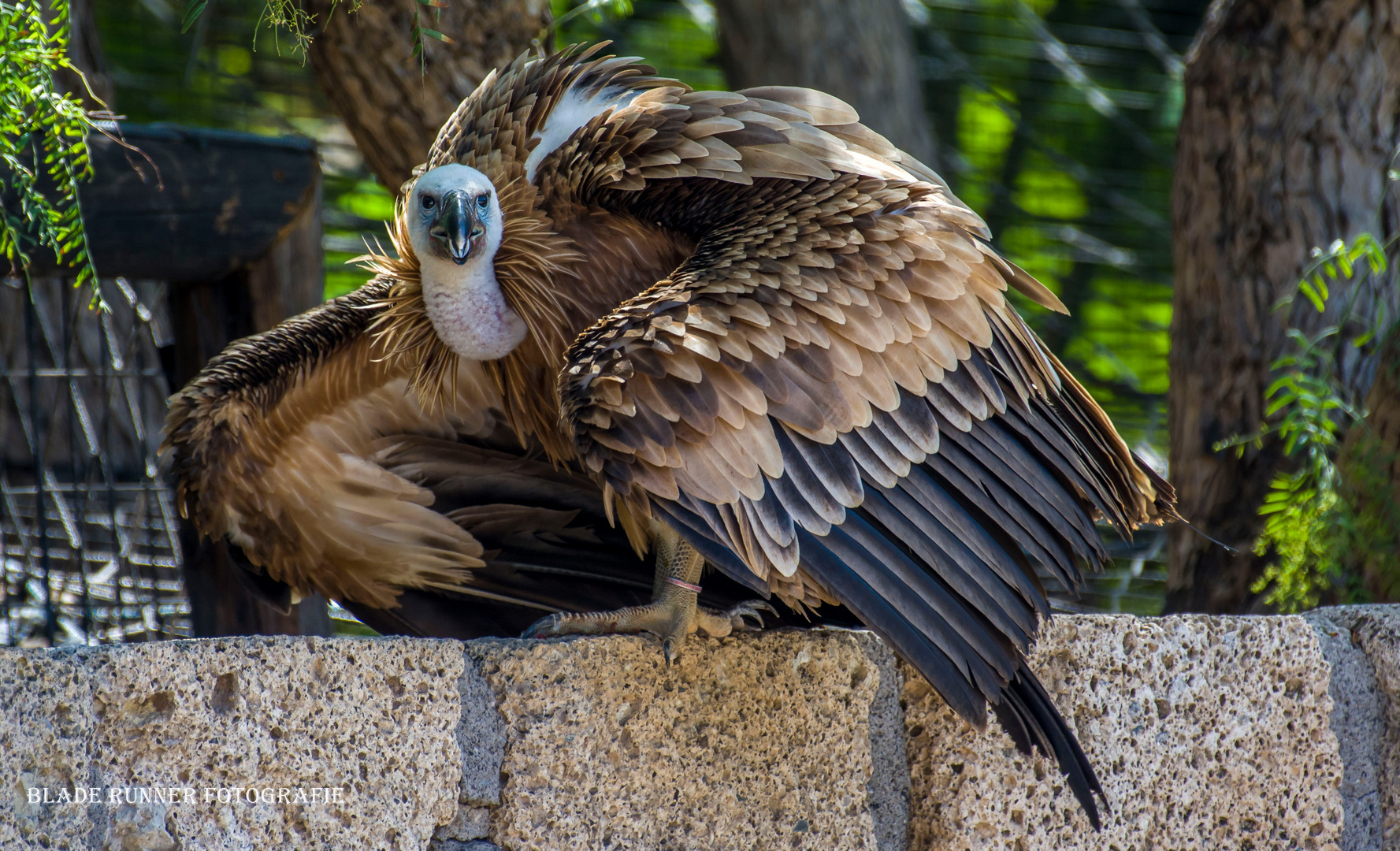 GEIER 2 Foto & Bild | greifvogel, zoo, bird Bilder auf fotocommunity