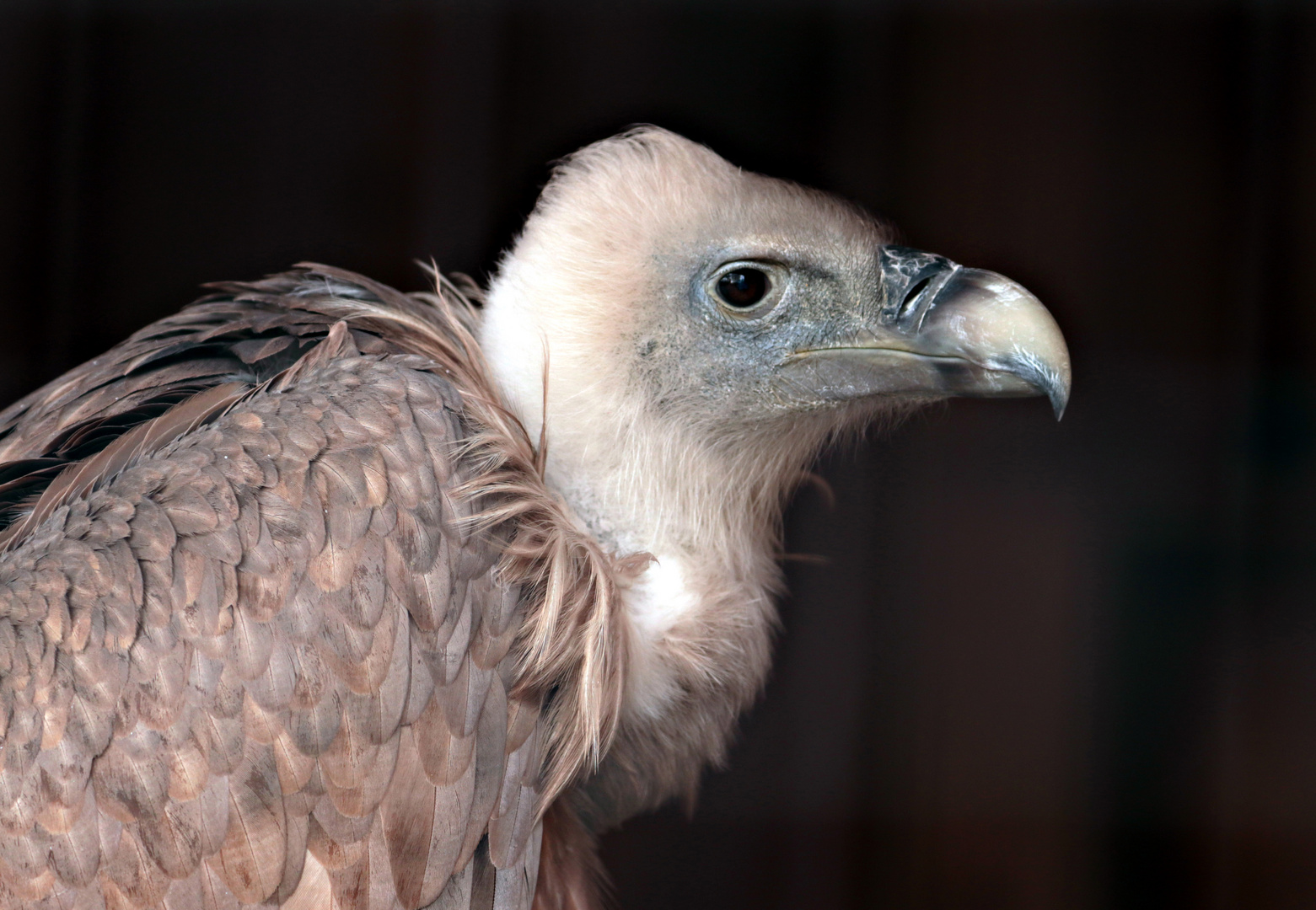 Geier 2 Foto & Bild | wildpark poing, natur Bilder auf fotocommunity