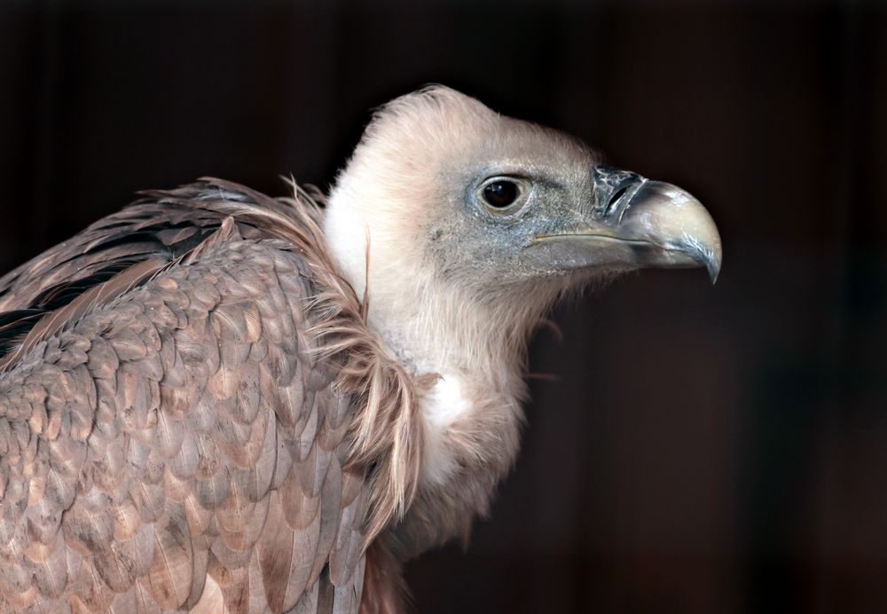 Geier 2 Foto & Bild | wildpark poing, natur Bilder auf fotocommunity