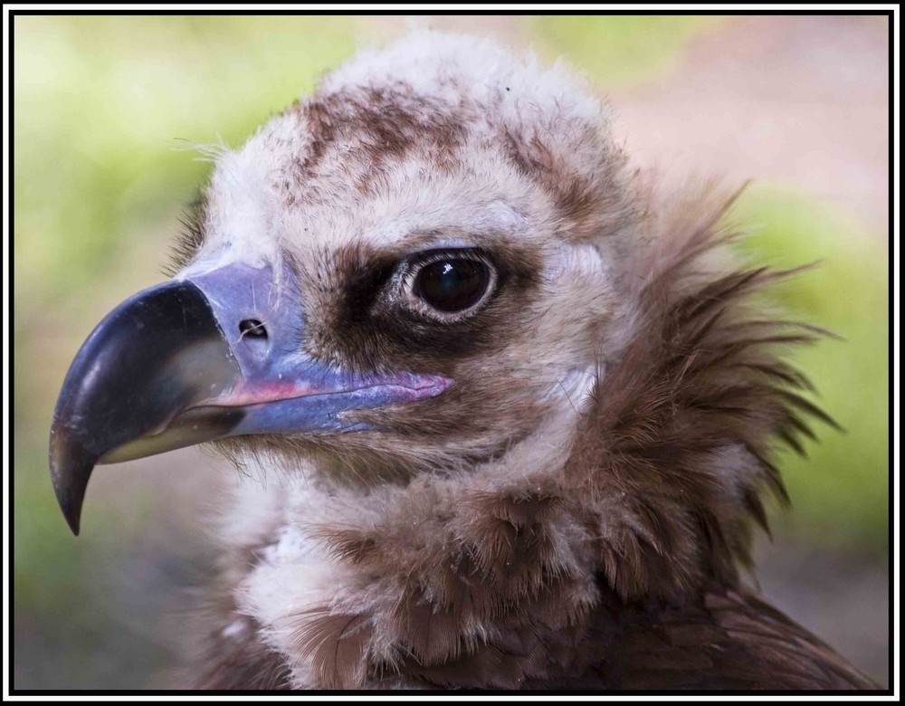 Geier Foto & Bild | tiere, wildlife, wild lebende vögel Bilder auf ...