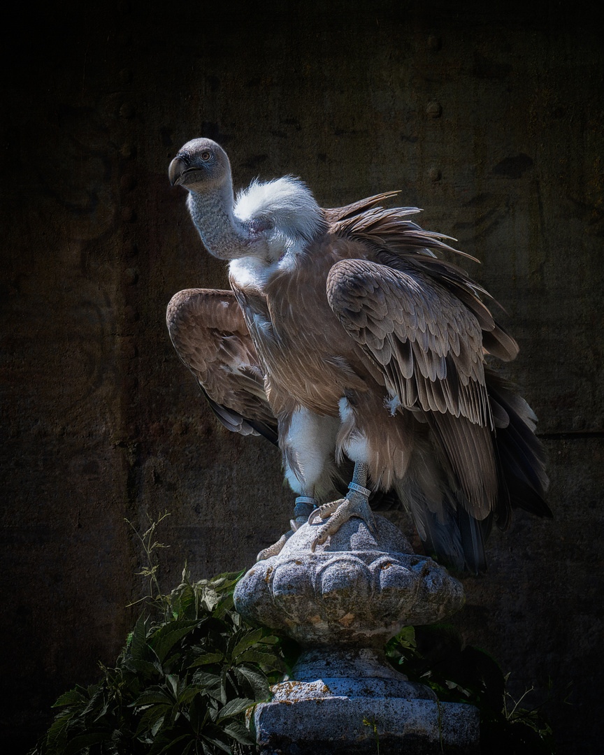 Geier Foto & Bild | spezial, outdoor, licht Bilder auf fotocommunity