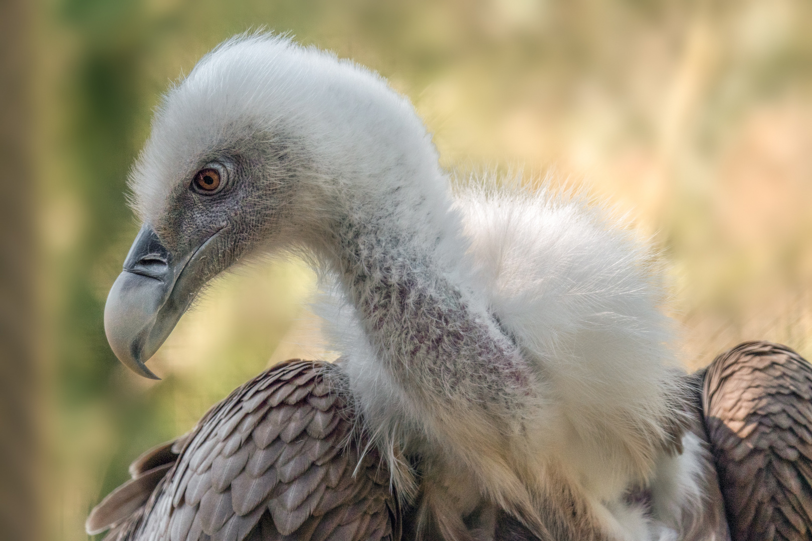 Geier Foto & Bild | tiere, zoo, wildpark & falknerei, vögel Bilder auf ...