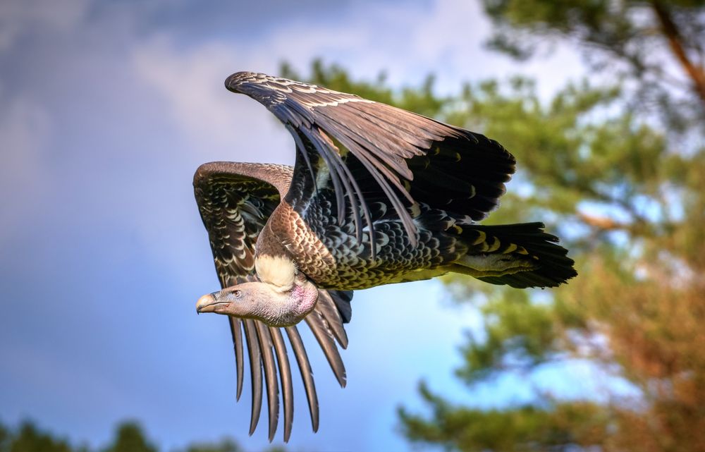 Geier Foto & Bild | tiere, zoo, wildpark & falknerei, vögel Bilder auf ...