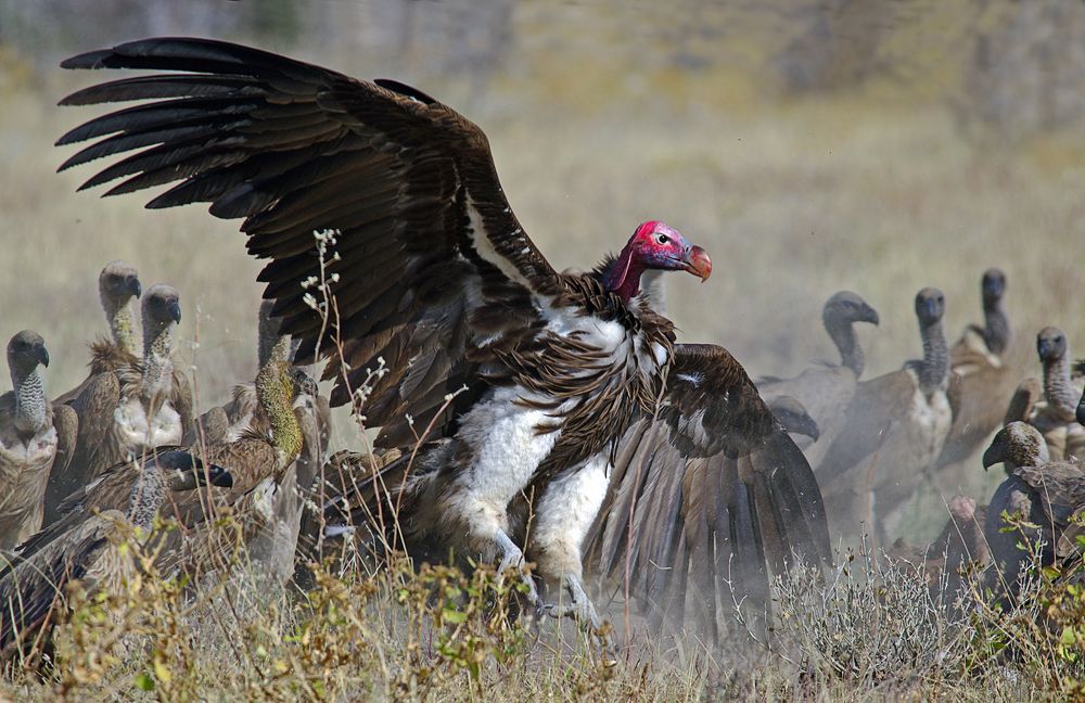 Geier Foto & Bild | namibia, vögel, wildlife Bilder auf fotocommunity