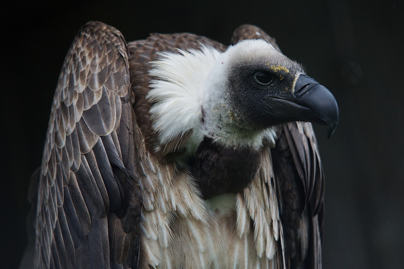Geier Foto & Bild | tiere, zoo, wildpark & falknerei, vögel Bilder auf ...