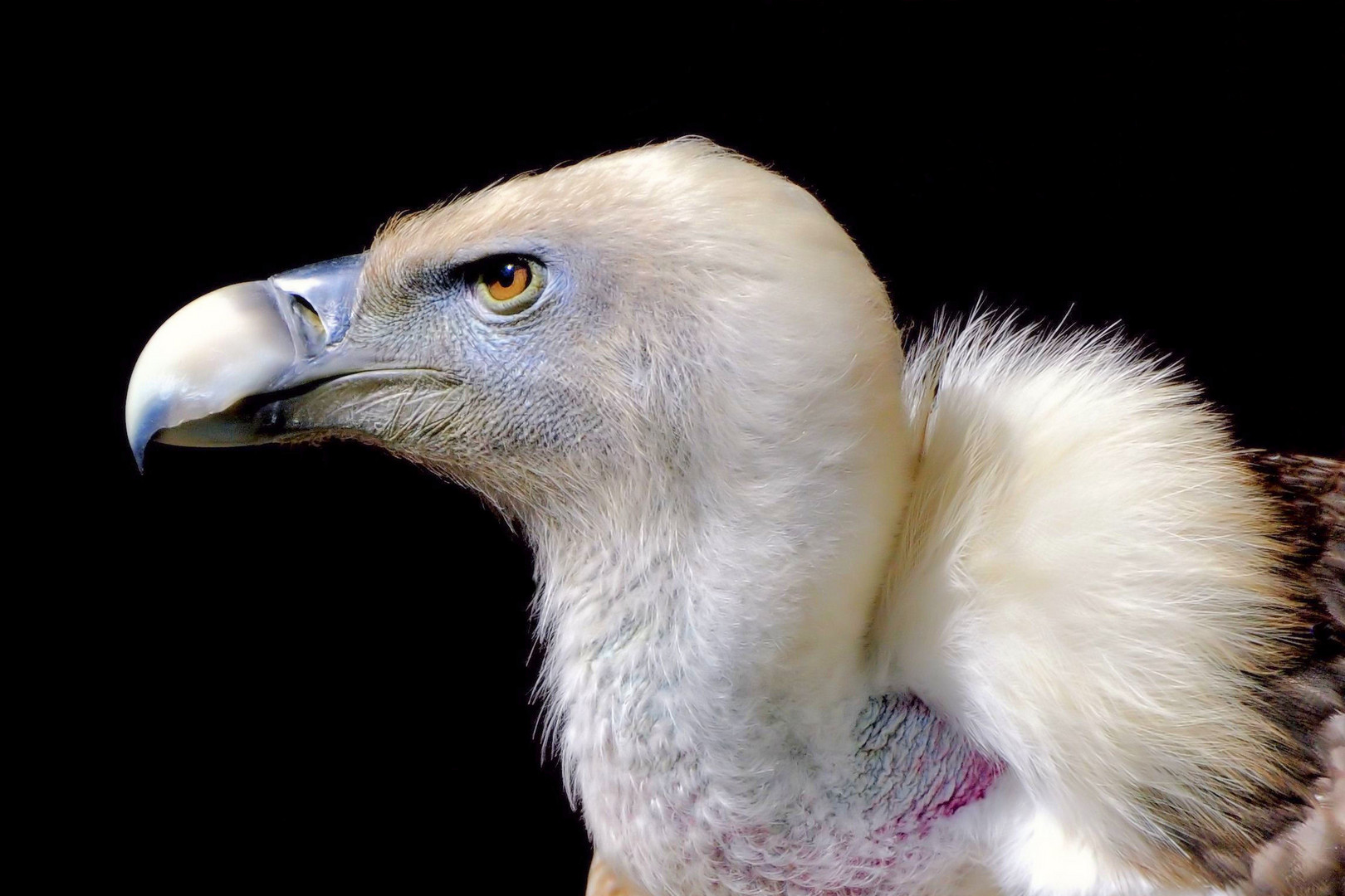 Geier Foto & Bild | tiere, zoo, wildpark & falknerei, vögel Bilder auf ...