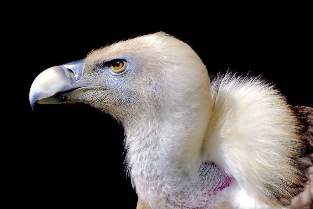 Geier Foto & Bild | tiere, zoo, wildpark & falknerei, vögel Bilder auf ...