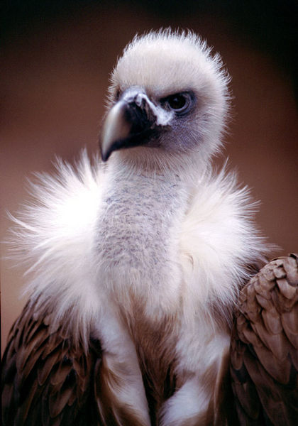 geier Foto & Bild | tiere, selection, natur Bilder auf fotocommunity