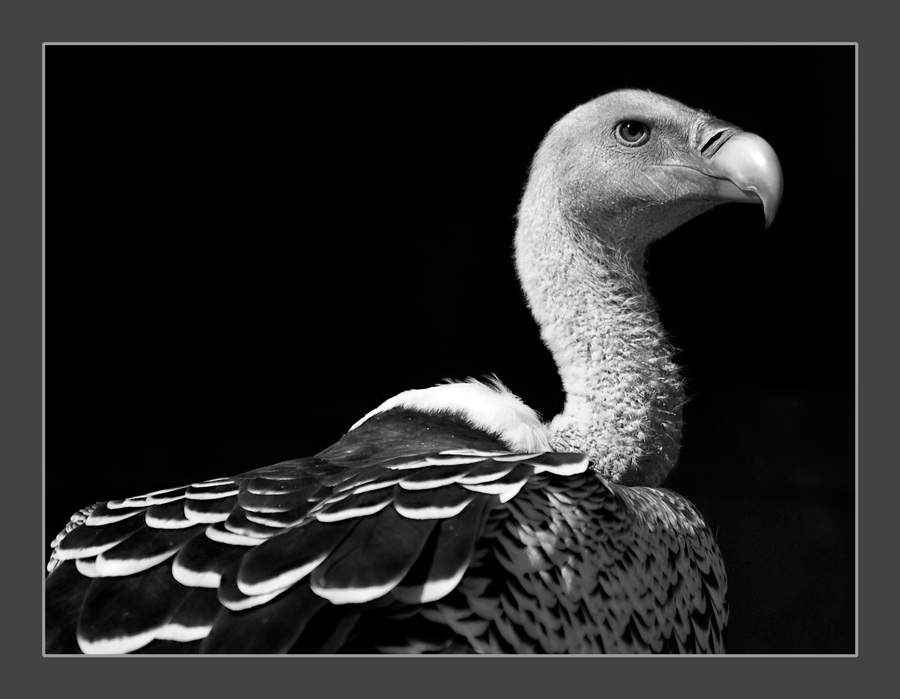 Geier - Bild & Foto von Angies Fotowelt aus fc-AWARD NATUR - Fotografie ...