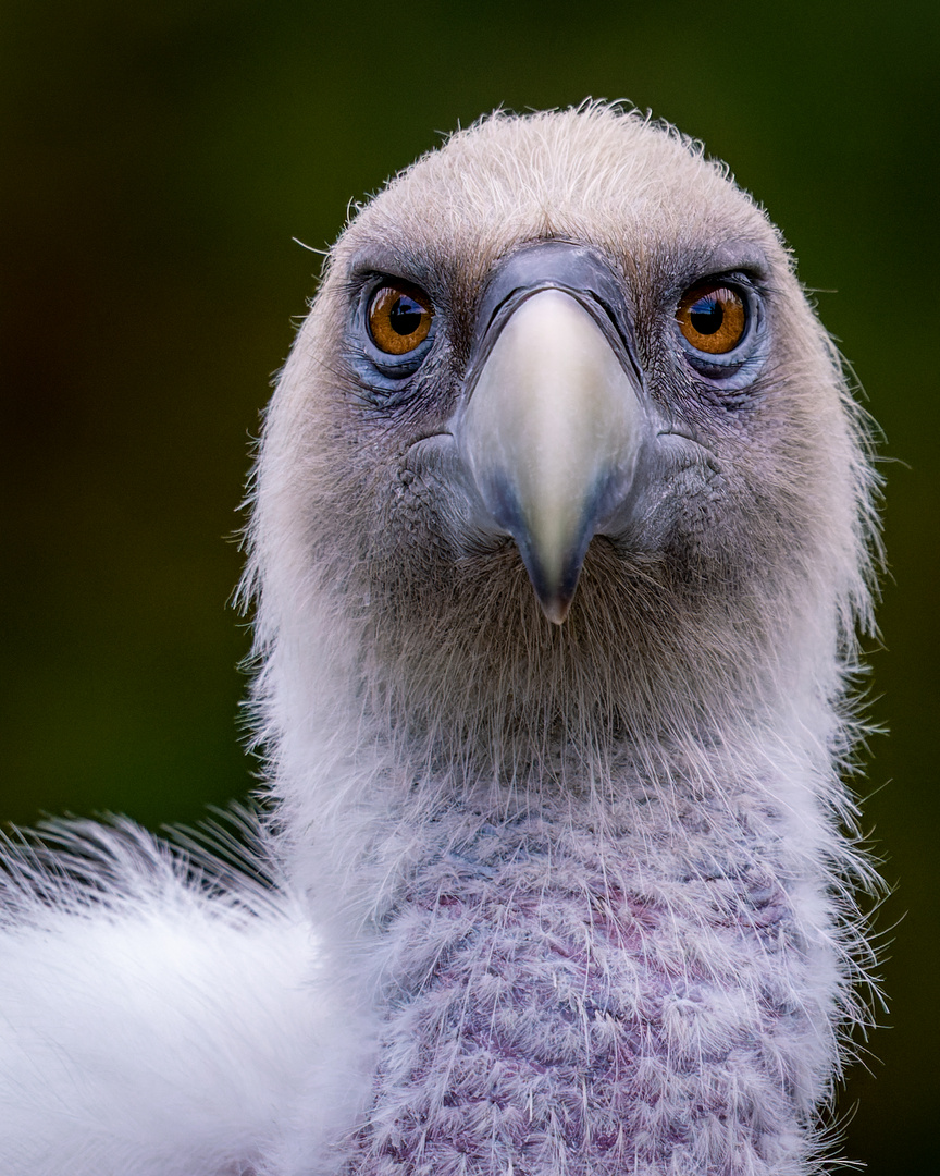 Geier Foto & Bild | tiere, zoo, wildpark & falknerei, vögel Bilder auf ...