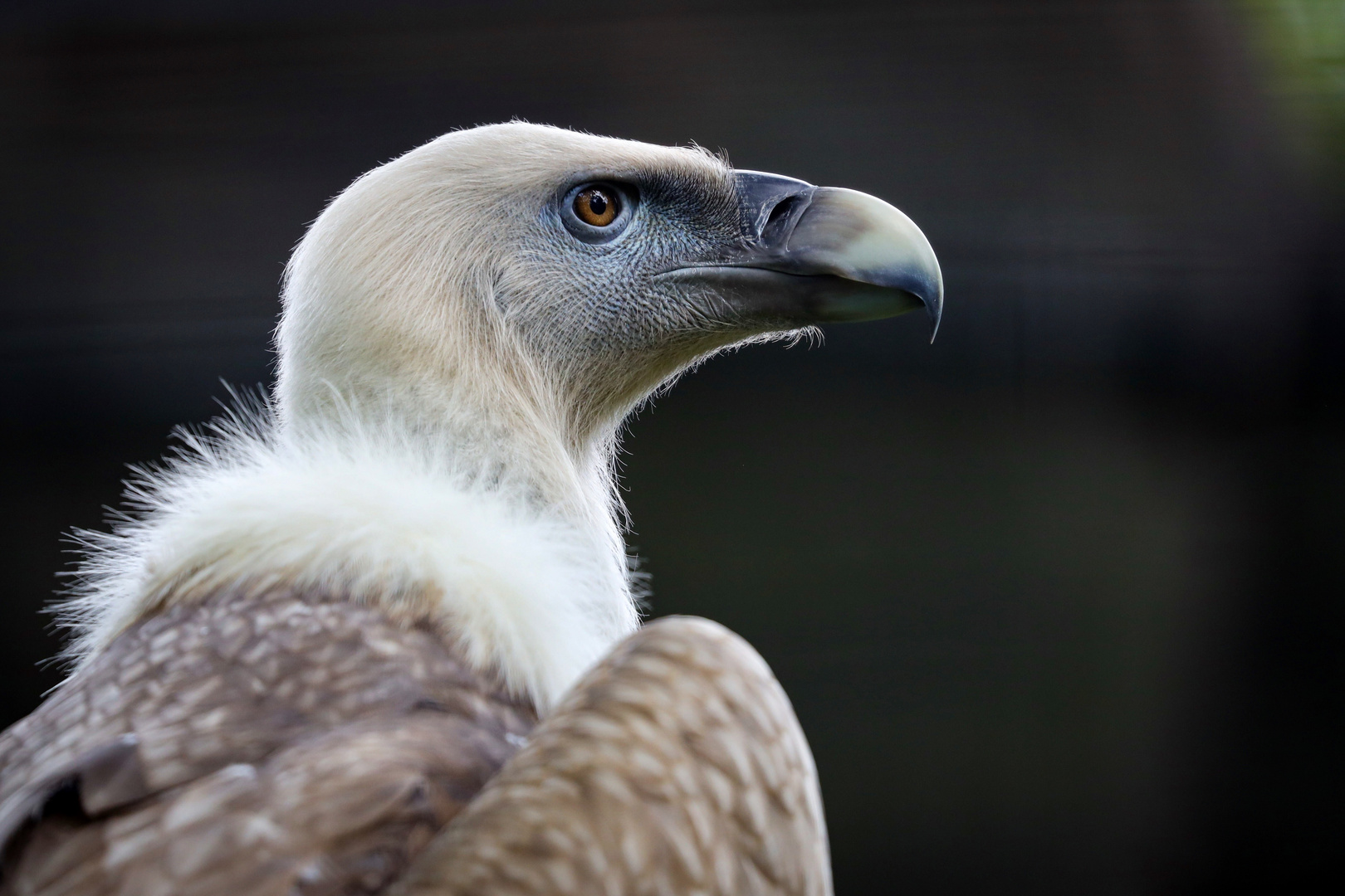 Geier Foto & Bild | tiere, zoo, wildpark & falknerei, vögel Bilder auf ...