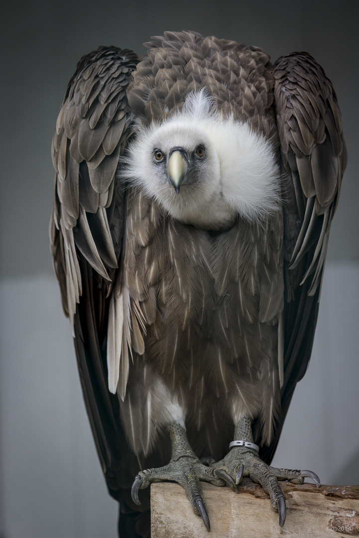 Geier Foto & Bild | animals, zoos, parks & falconries, birds Bilder auf ...