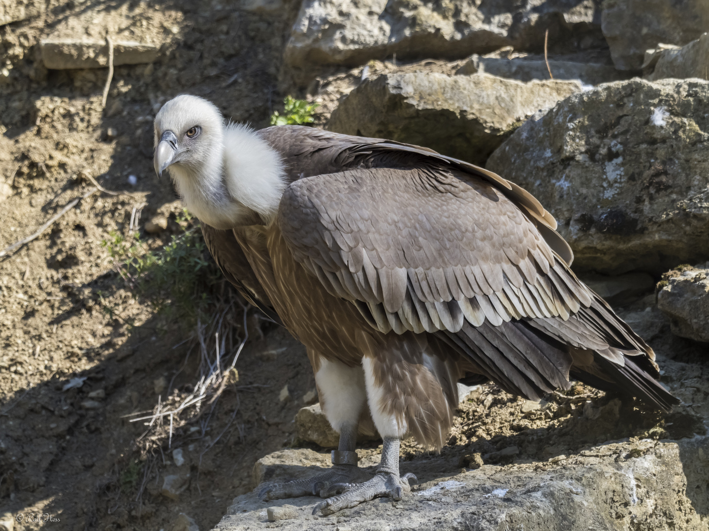 Geier Foto & Bild | tiere, zoo, wildpark & falknerei, natur Bilder auf fotocommunity