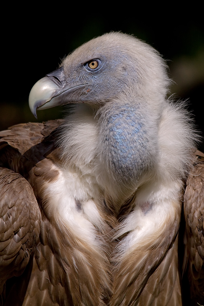 Geier Foto & Bild | tiere, zoo, wildpark & falknerei, vögel Bilder auf ...