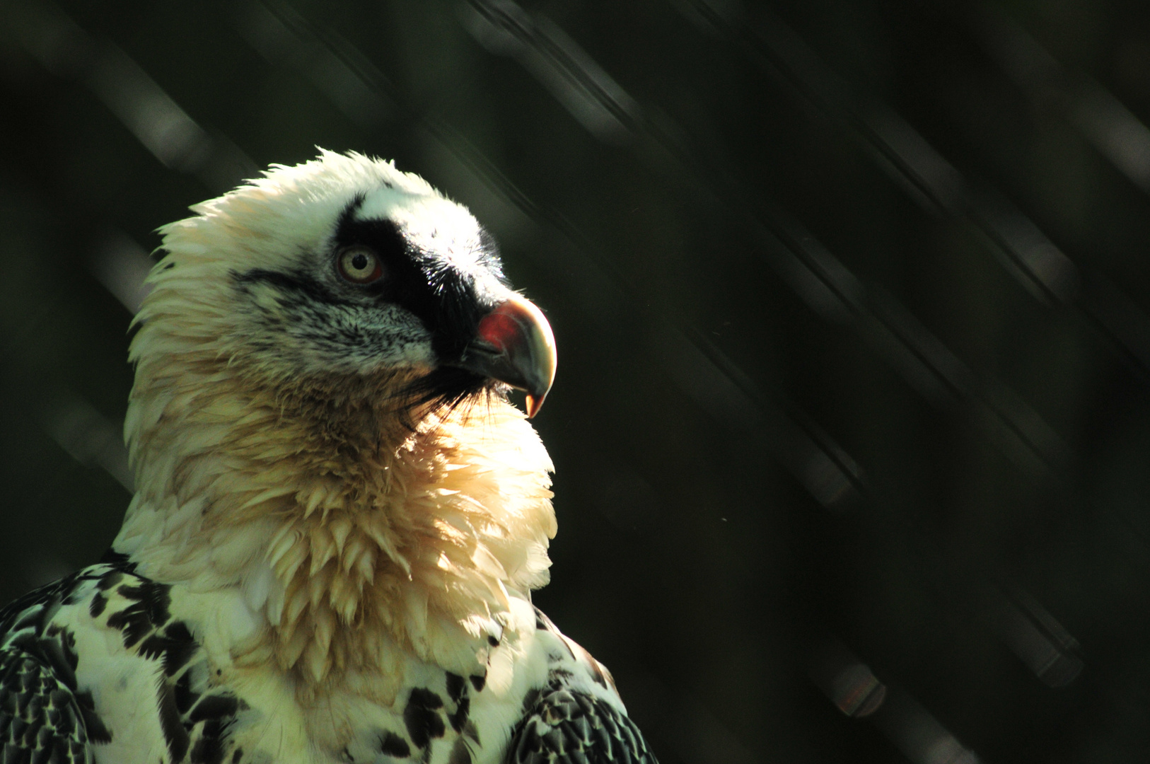 Geier Foto & Bild | tiere, zoo, wildpark & falknerei, vögel Bilder auf ...