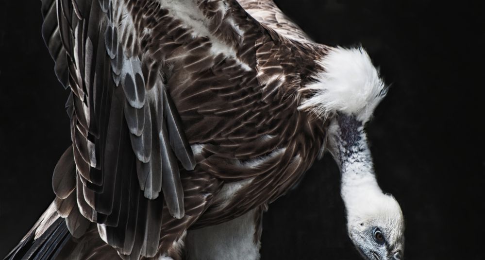 Geier - Bild & Foto von gundi.r aus Natur - photokina - Fotografie ...