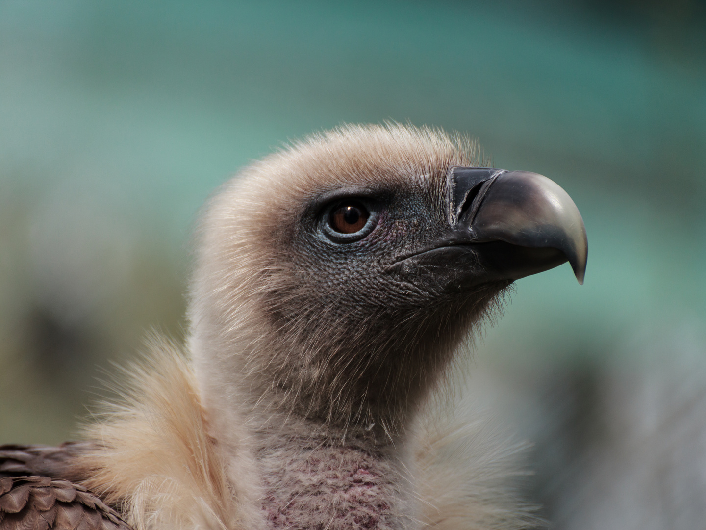 Geier Foto & Bild | tiere, zoo, wildpark & falknerei, vögel Bilder auf ...