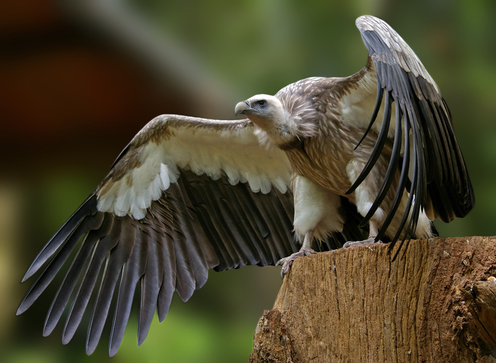 Geier Foto & Bild | fotos, natur, vogel Bilder auf fotocommunity