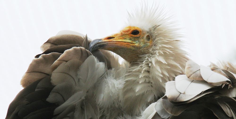 Geier Foto & Bild | natur, zoo, tiere Bilder auf fotocommunity