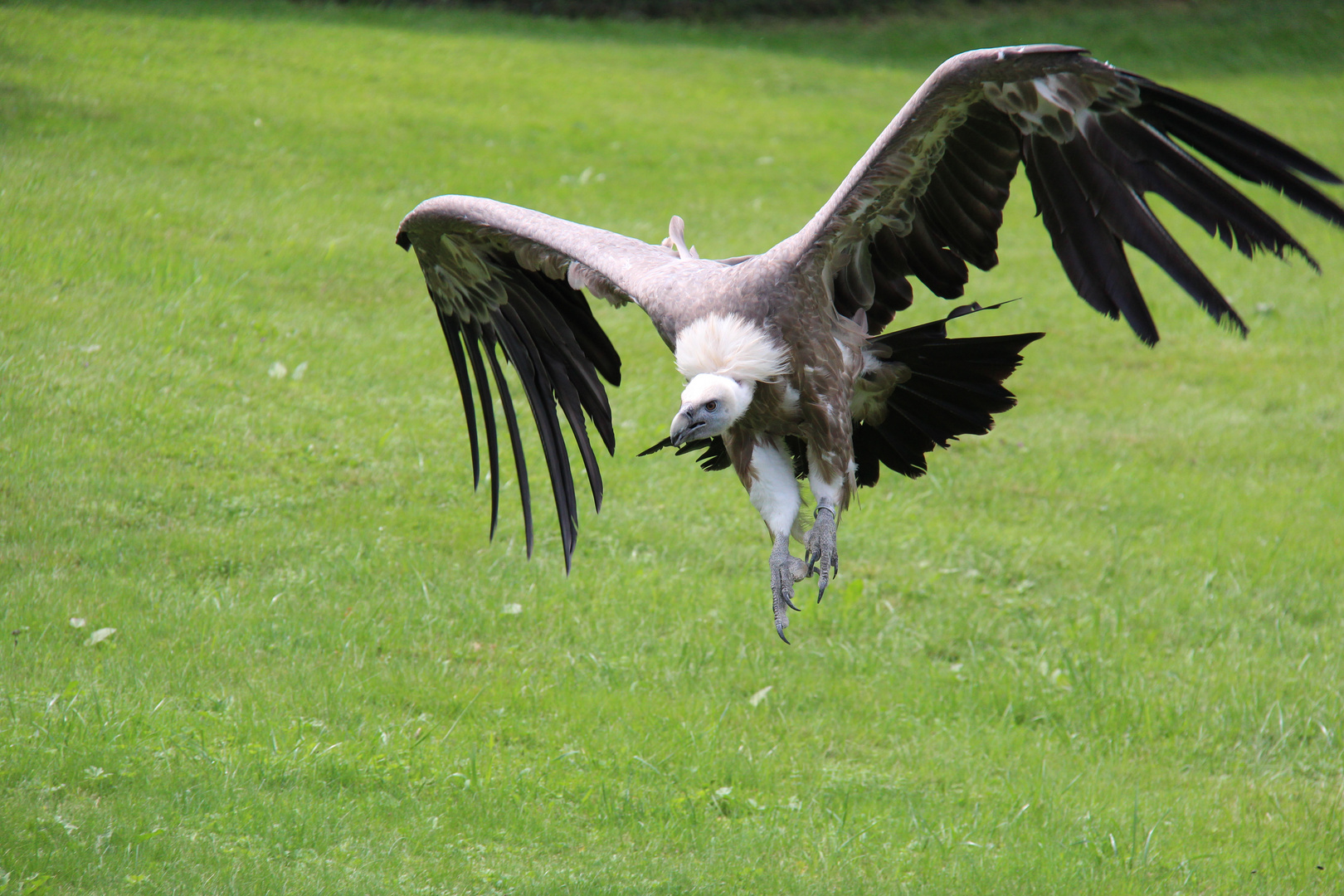 Geier Foto & Bild | tiere, zoo, wildpark & falknerei, vögel Bilder auf ...