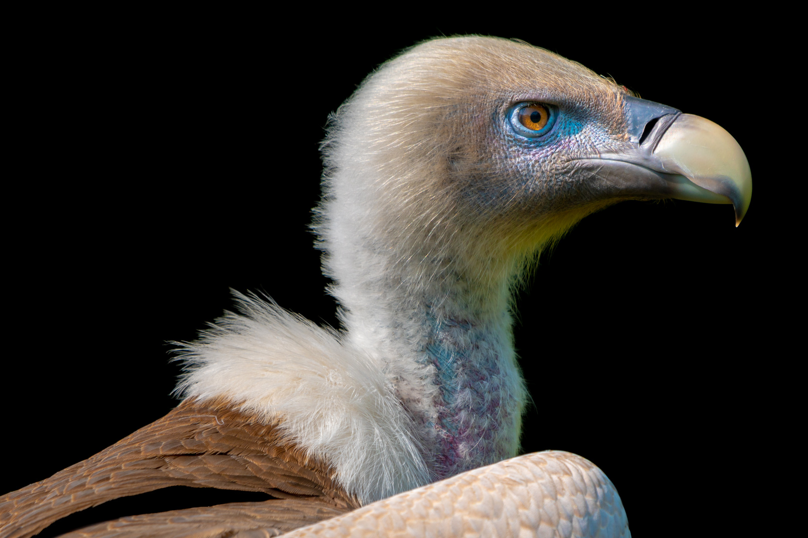 Geier Foto & Bild | tiere, wildlife, zoo, wildpark & falknerei Bilder ...